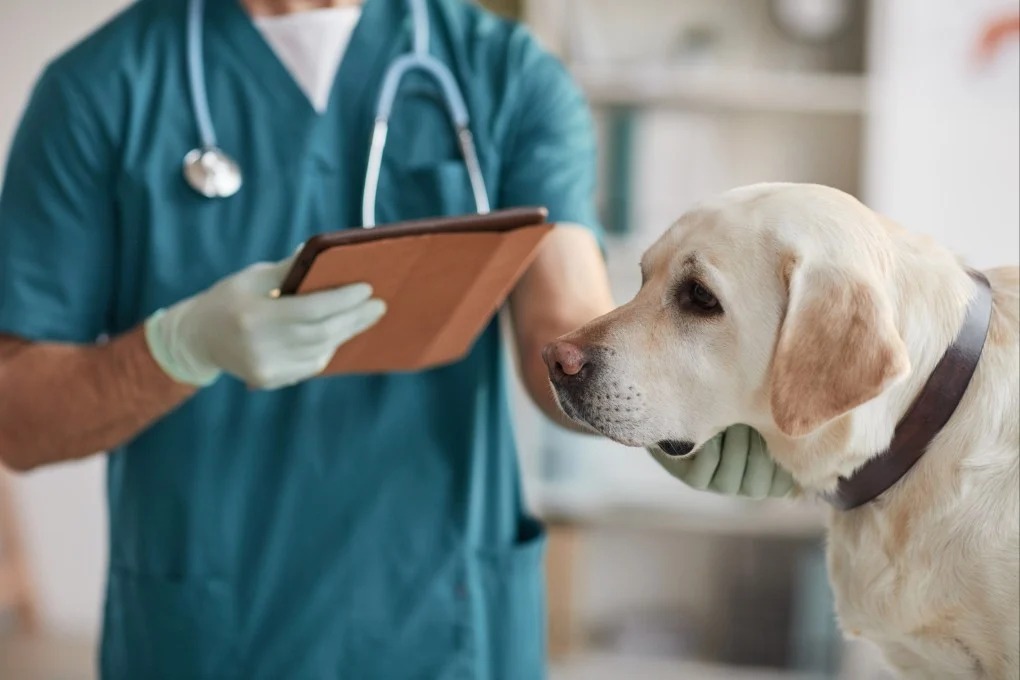 Veterinary Transparency in Focus: Italy’s Sunshine Act Leading Where ...